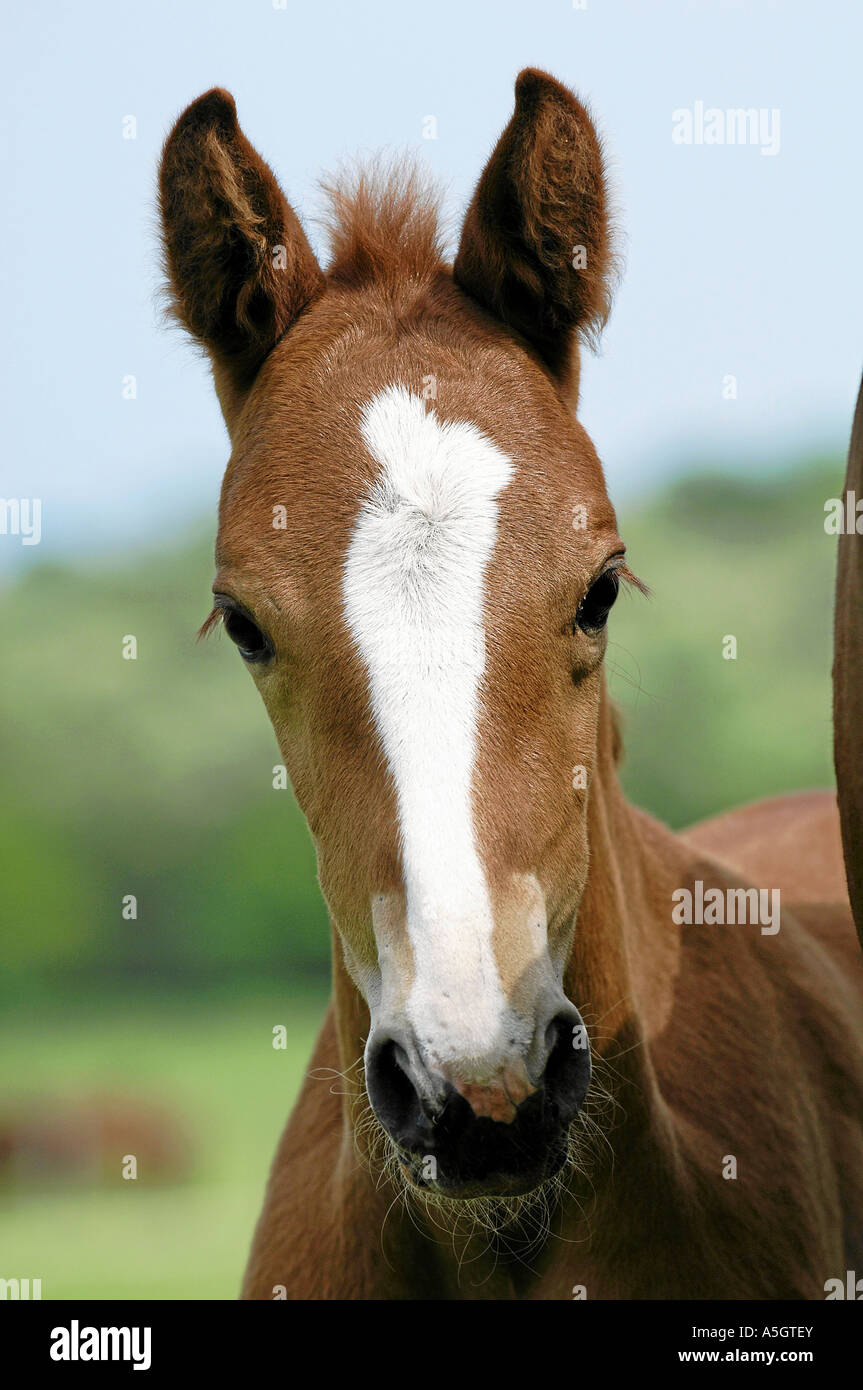 Gidran Horse Gidranpferd Stock Photo - Alamy