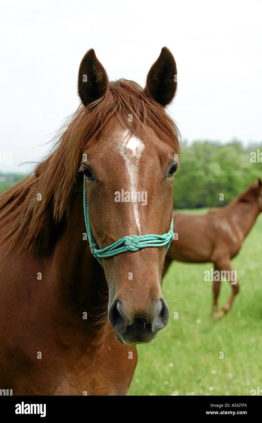 Gidran horse hi-res stock photography and images - Alamy