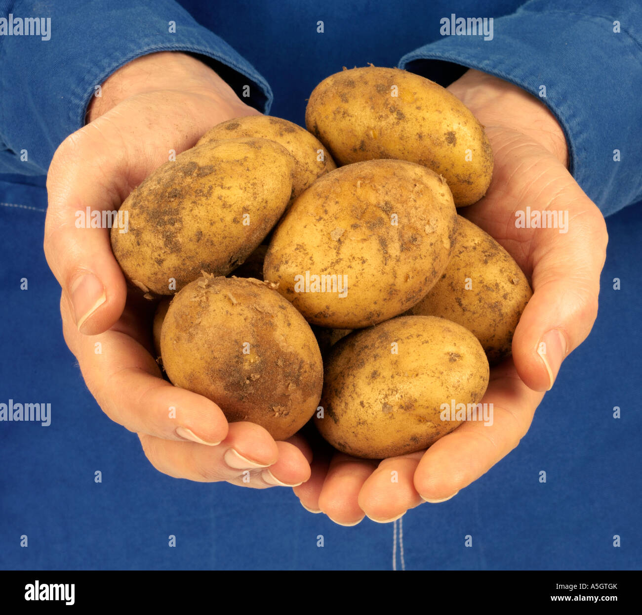 MAN HOLDING NEW POTATOES Stock Photo - Alamy