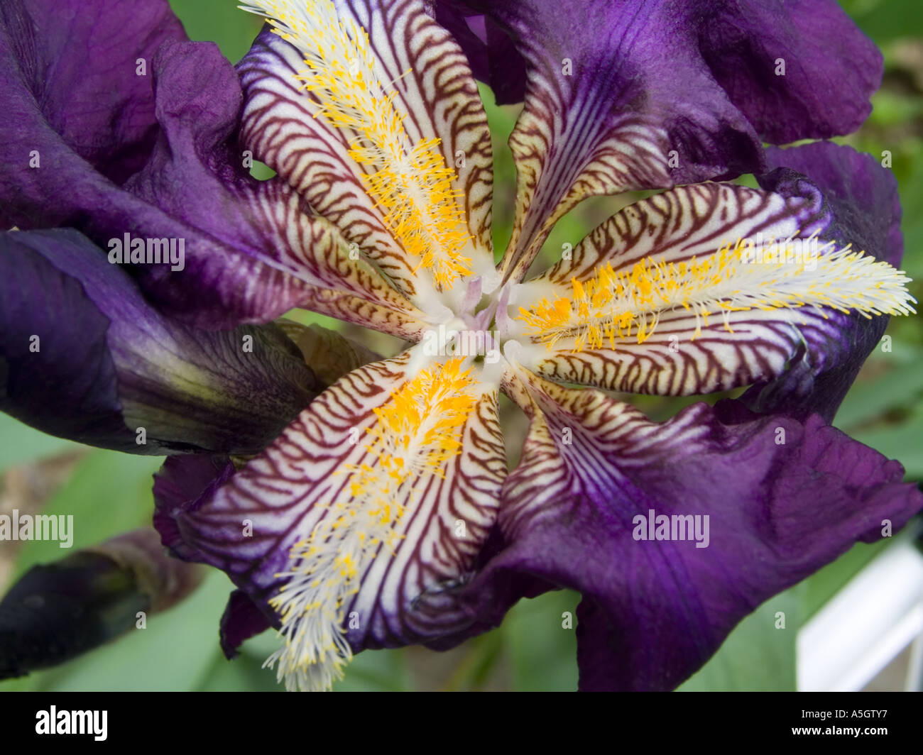 An Iris CloseUp shot Stock Photo - Alamy