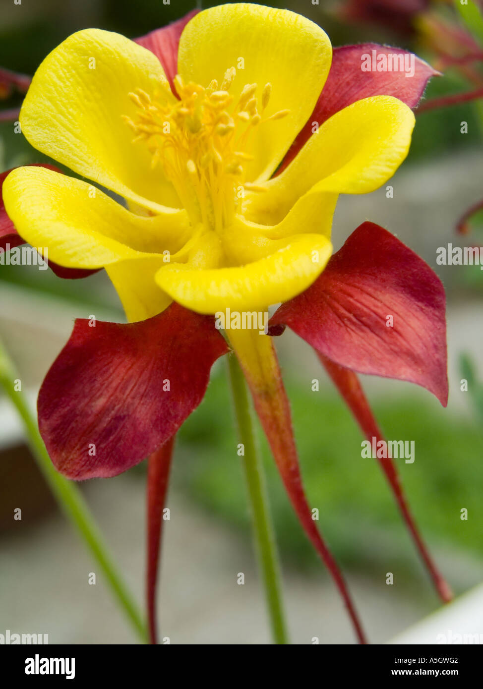 yellow columbine Flower Stock Photo - Alamy