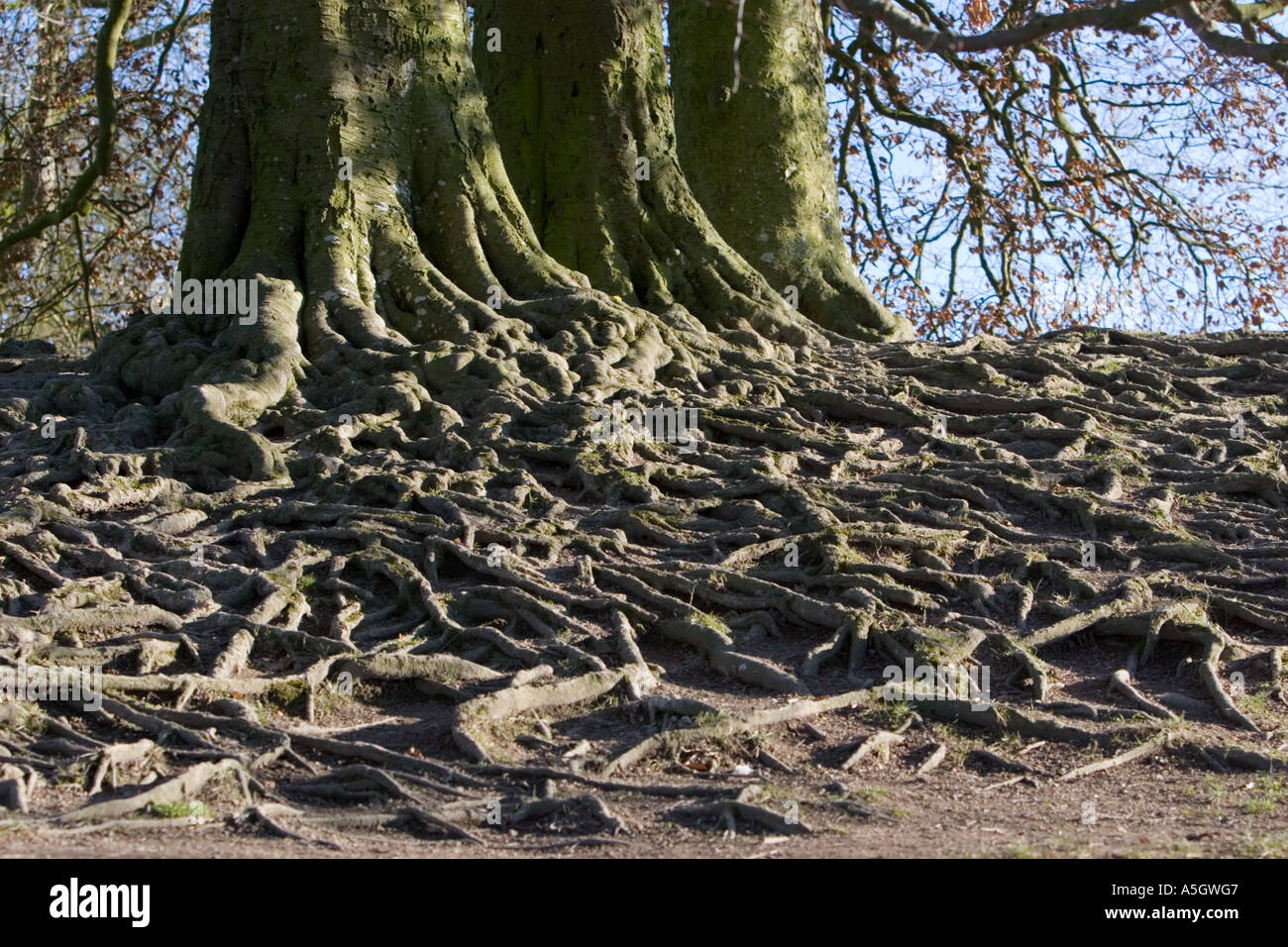 Avebury trees hi-res stock photography and images - Alamy
