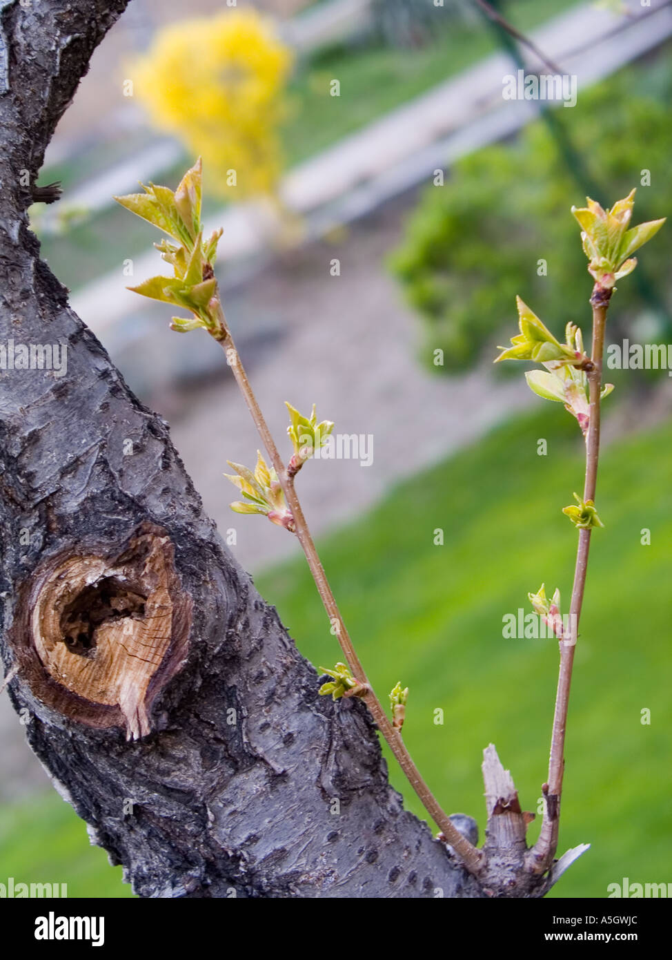 Completion tree hi-res stock photography and images - Alamy