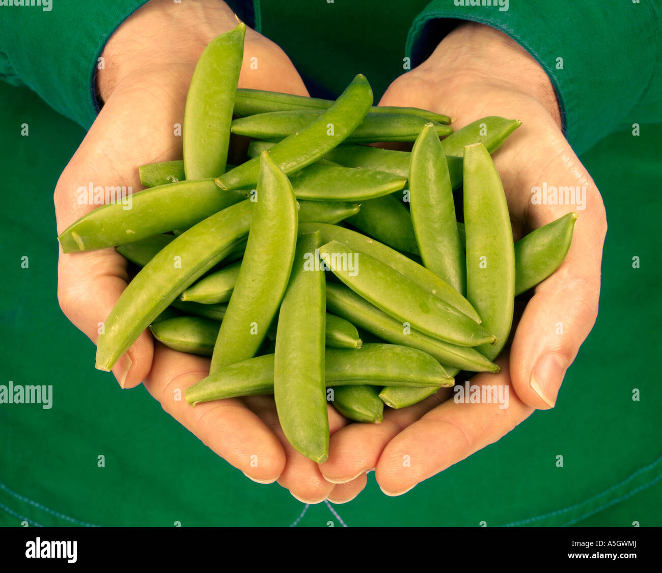Hand holding green pea pod hi-res stock photography and images - Alamy