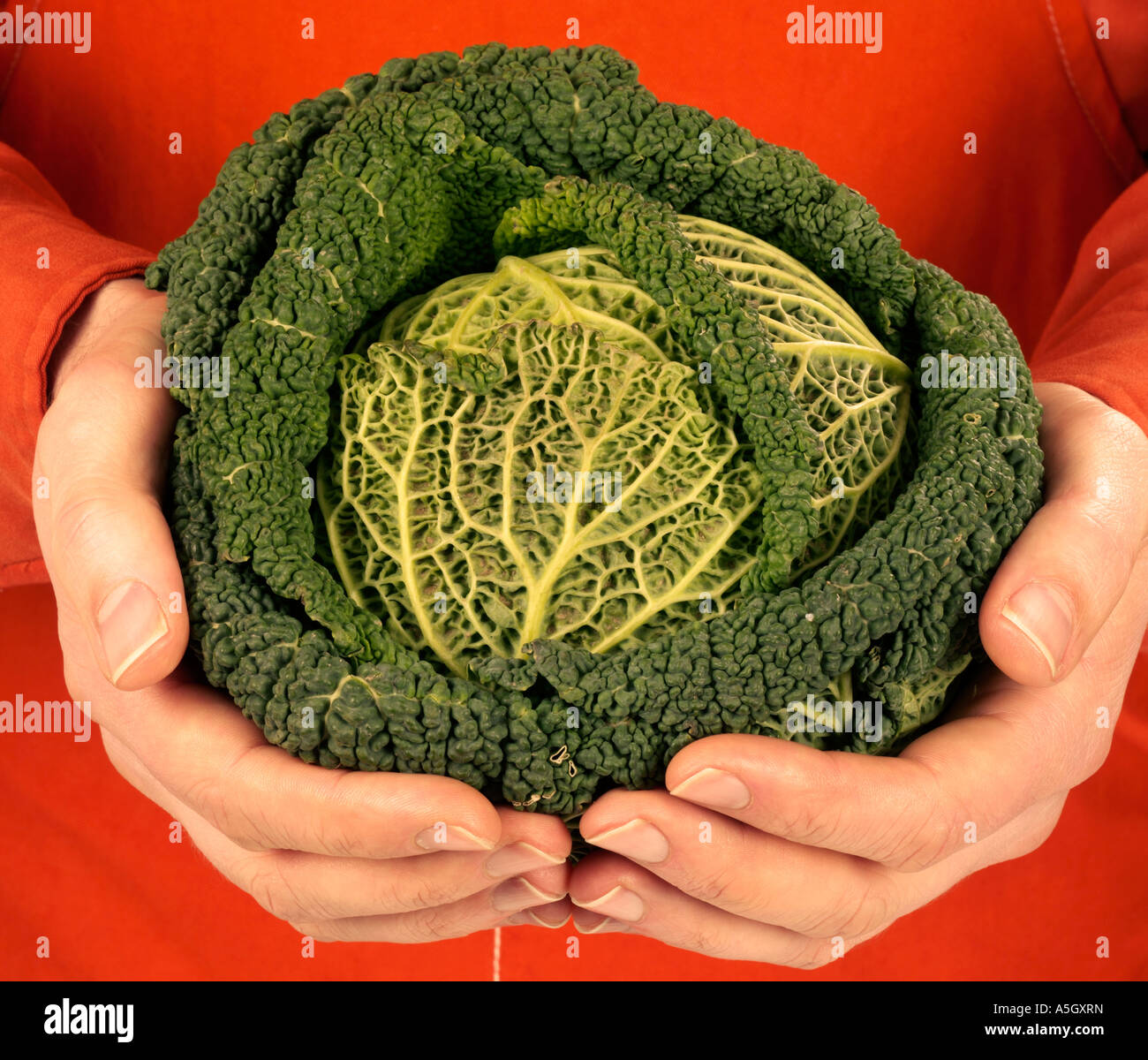 MAN HOLDING SAVOY CABBAGE Stock Photo - Alamy