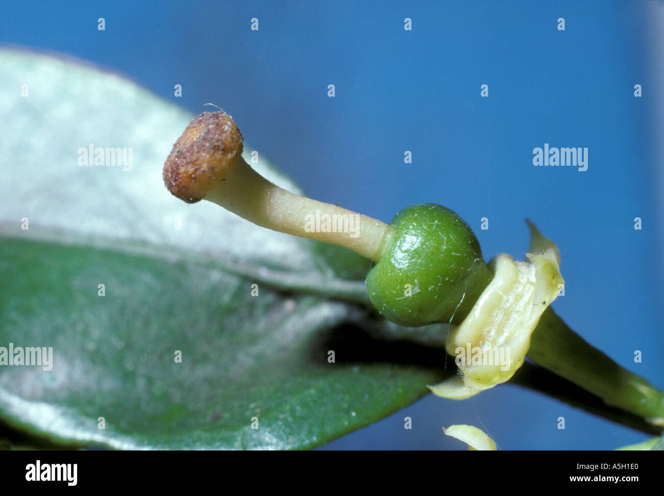PLANT ORANGE Anatomy Stock Photo - Alamy