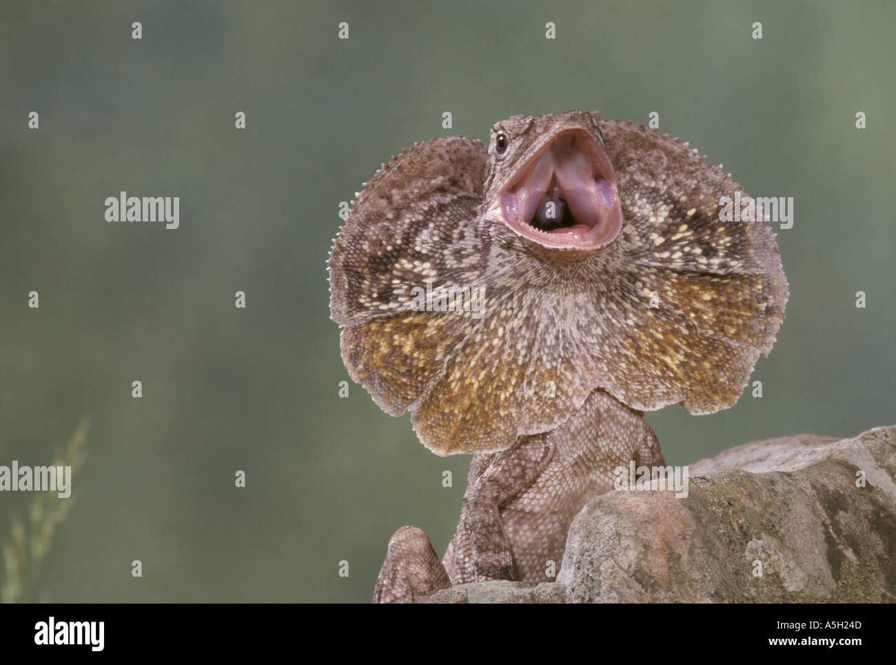 Frilled hi-res stock photography and images - Alamy