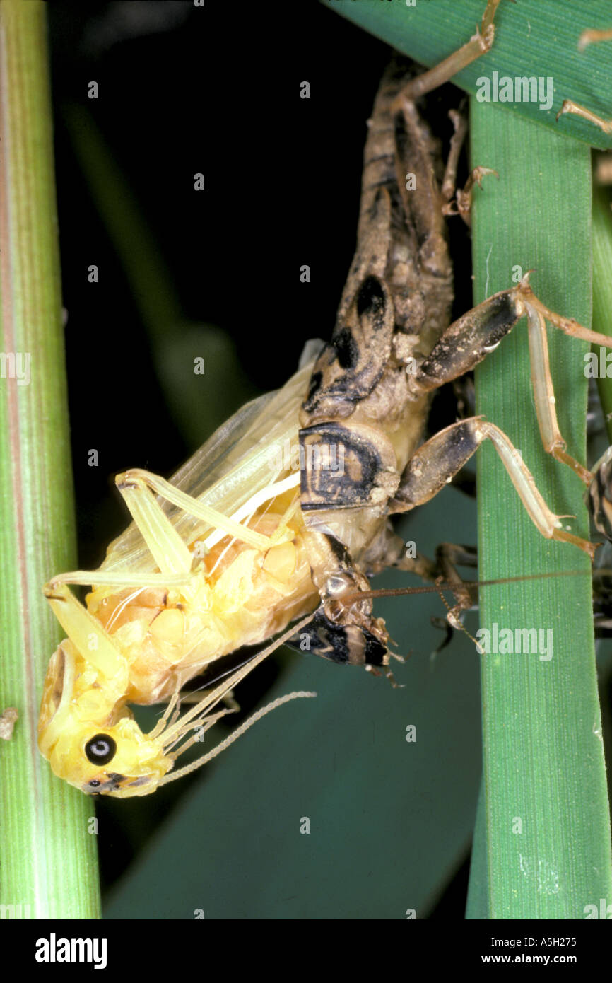 Nymph fly hi-res stock photography and images - Alamy