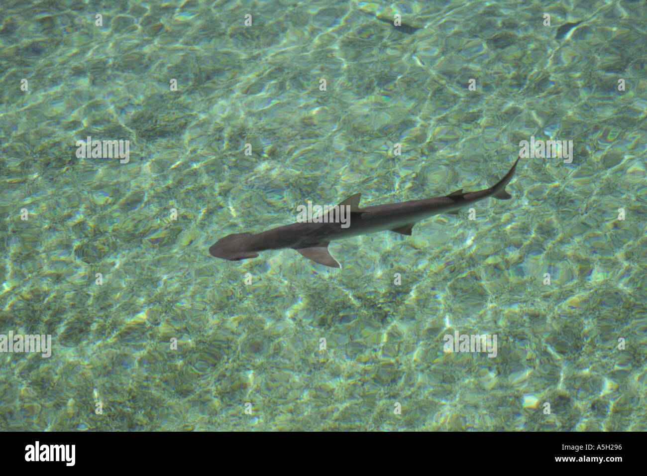 MARINE SHARK Bonnethead Stock Photo - Alamy