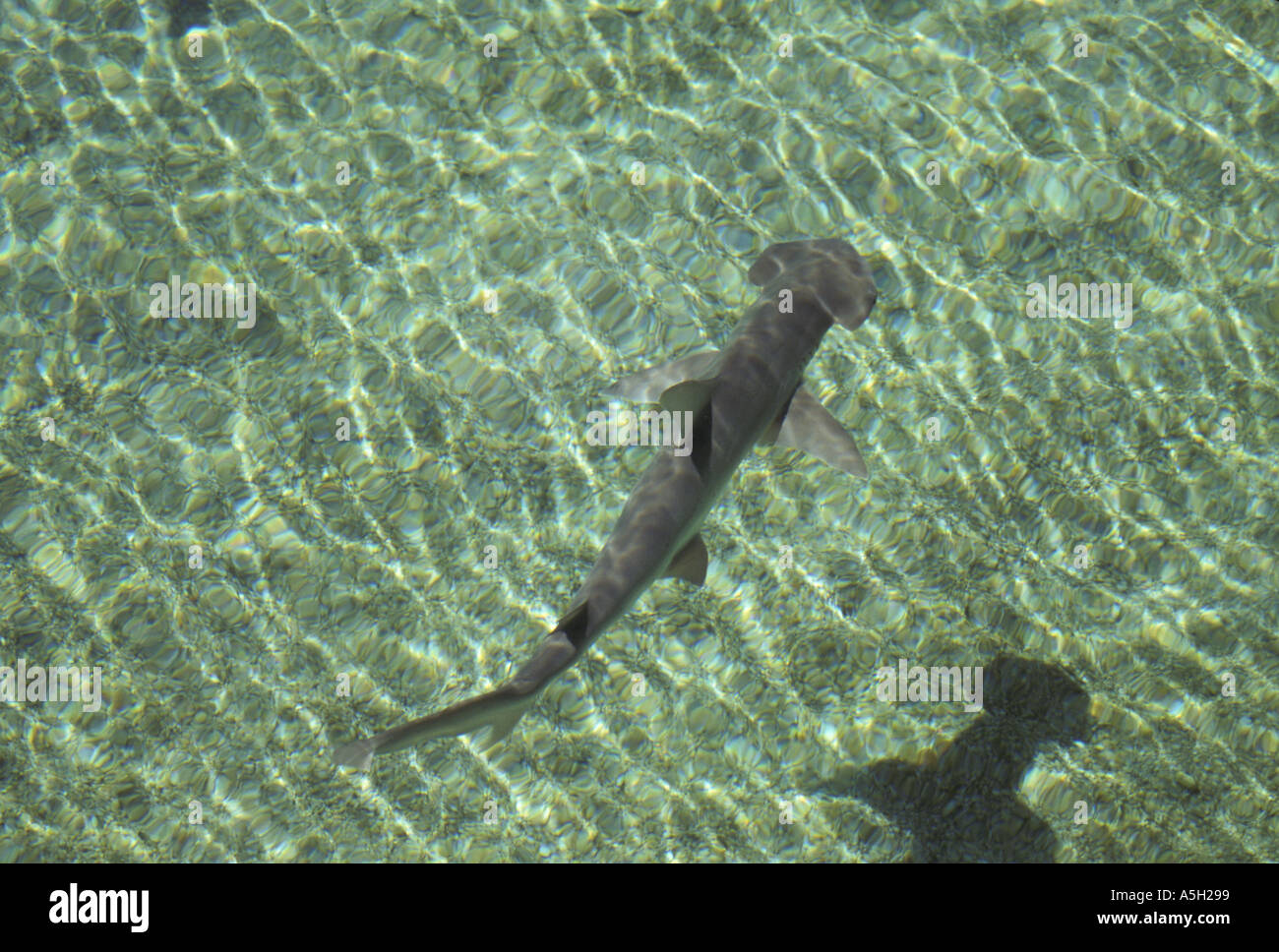 MARINE SHARK Bonnethead Stock Photo - Alamy