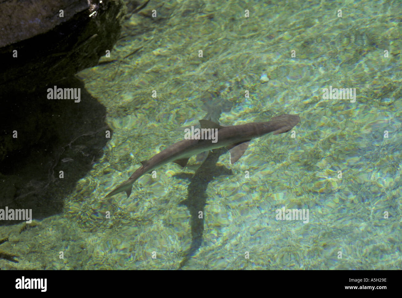 MARINE SHARK Bonnethead Stock Photo - Alamy