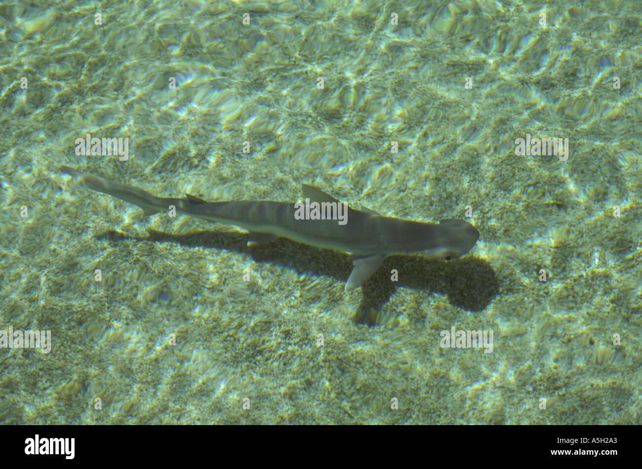 Marine shark bonnethead hi-res stock photography and images - Alamy