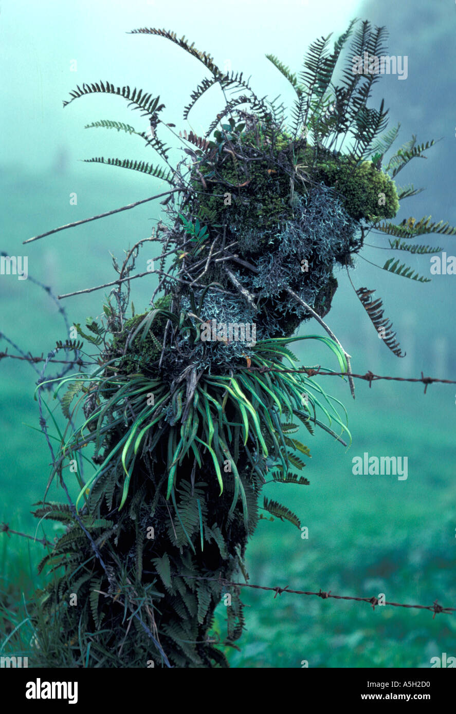 Epiphyte plant hi-res stock photography and images - Alamy