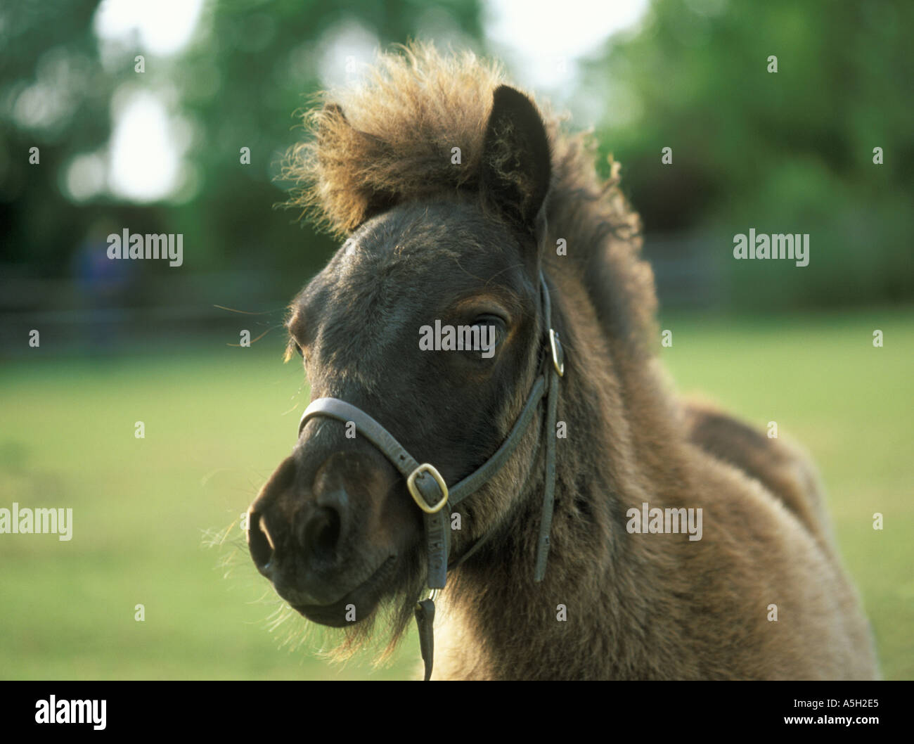 Foal standing in hi-res stock photography and images - Alamy