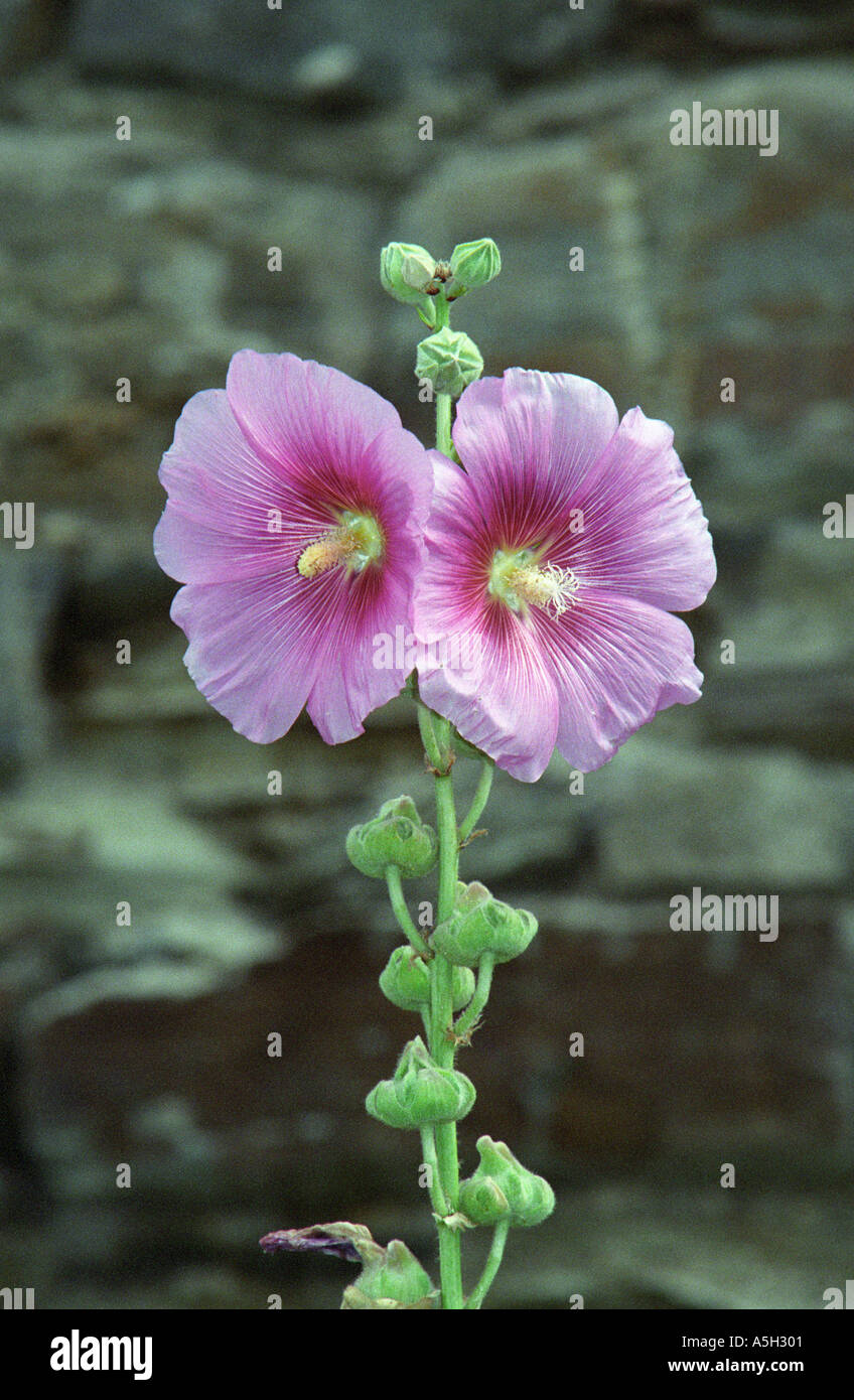 Foxglove Fingerhut 8 Stock Photo - Alamy