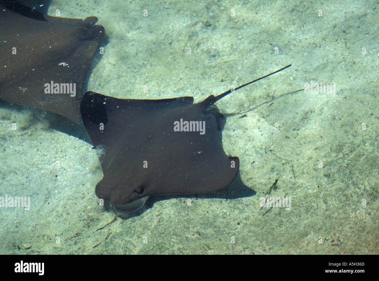 MARINE RAY Cow nosed Stock Photo - Alamy
