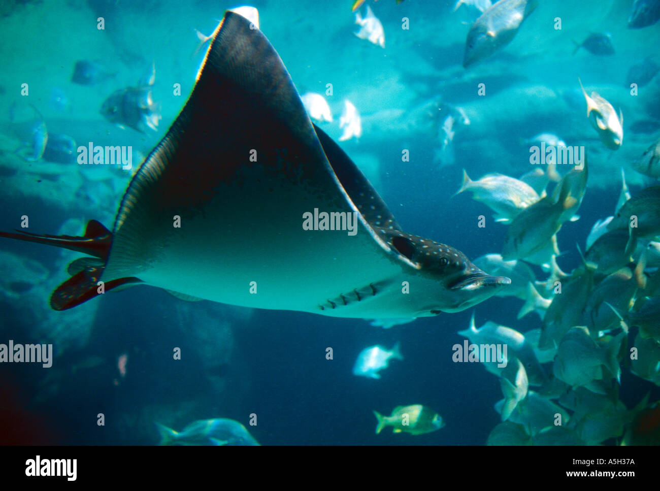 MARINE RAY Eagle spotted Stock Photo - Alamy