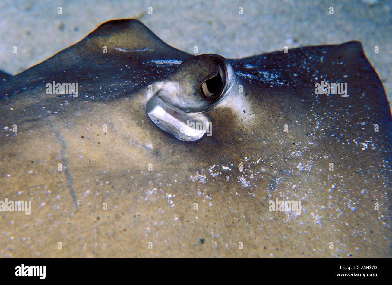 MARINE RAY Stingray Southern Stock Photo - Alamy