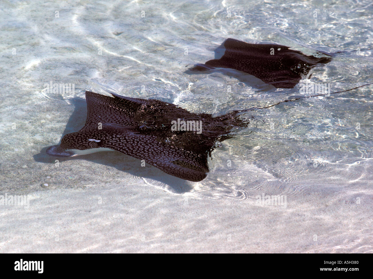 Marine ray leopard hi-res stock photography and images - Alamy