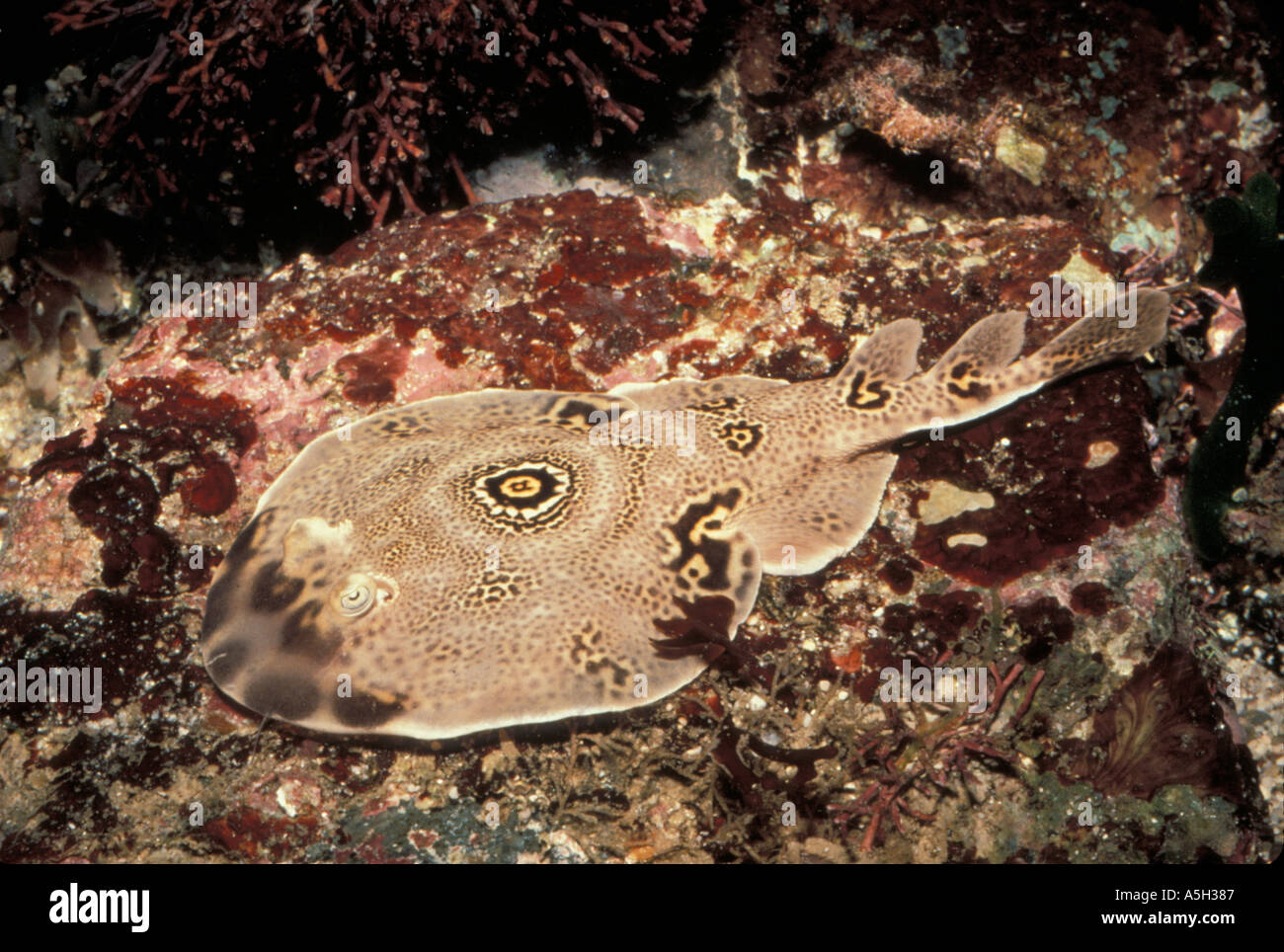 MARINE RAY Electric Stock Photo - Alamy