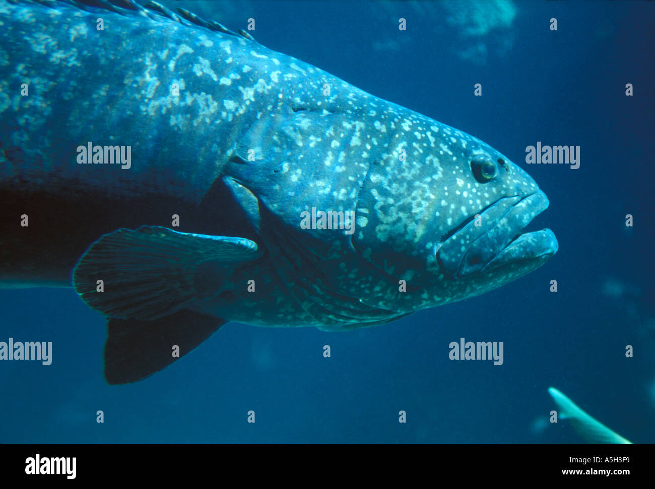 MARINE GROUPER Warsaw Stock Photo - Alamy