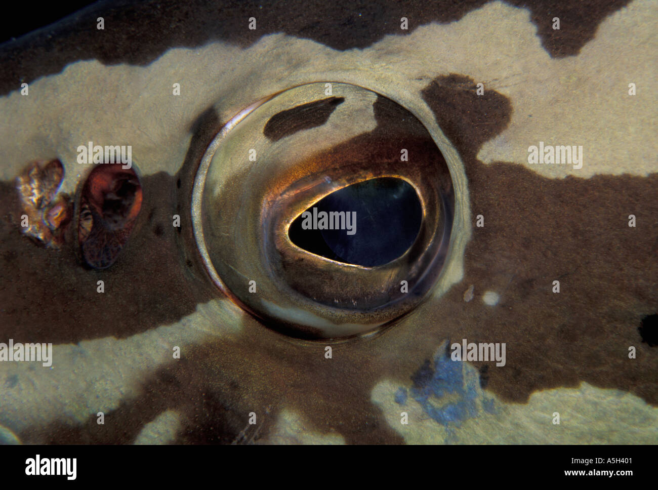 MARINE GROUPER Eyes Stock Photo - Alamy