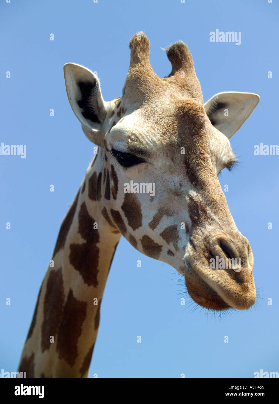 Head of a giraffe Stock Photo - Alamy