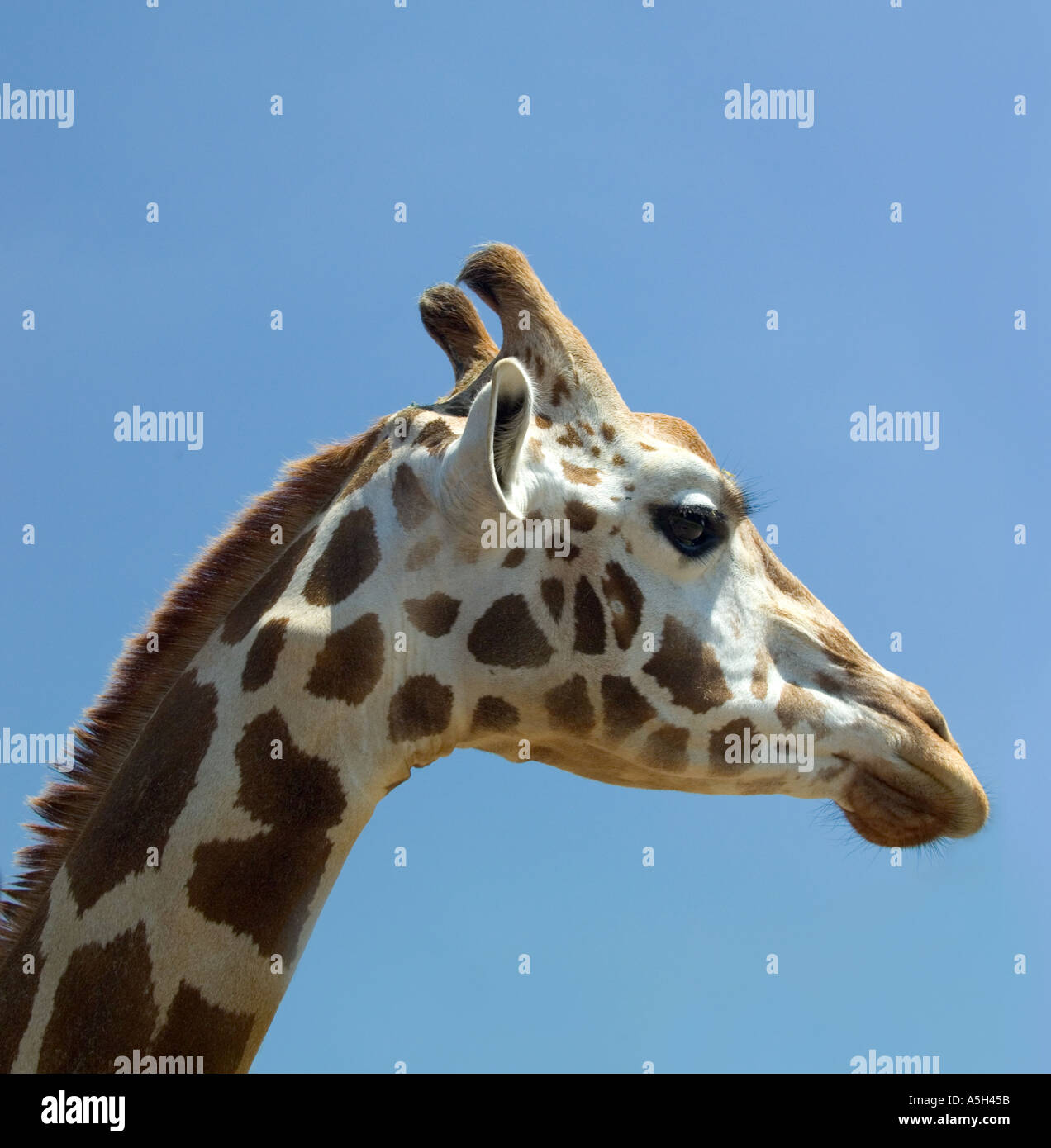 Profile of a giraffe head Stock Photo - Alamy