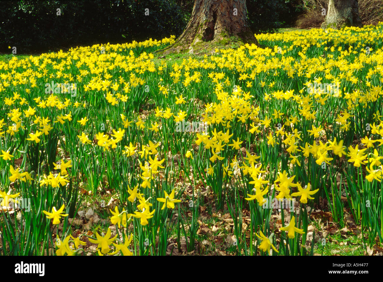 Daffodil display in public parkland Dundee Scotland Stock Photo - Alamy