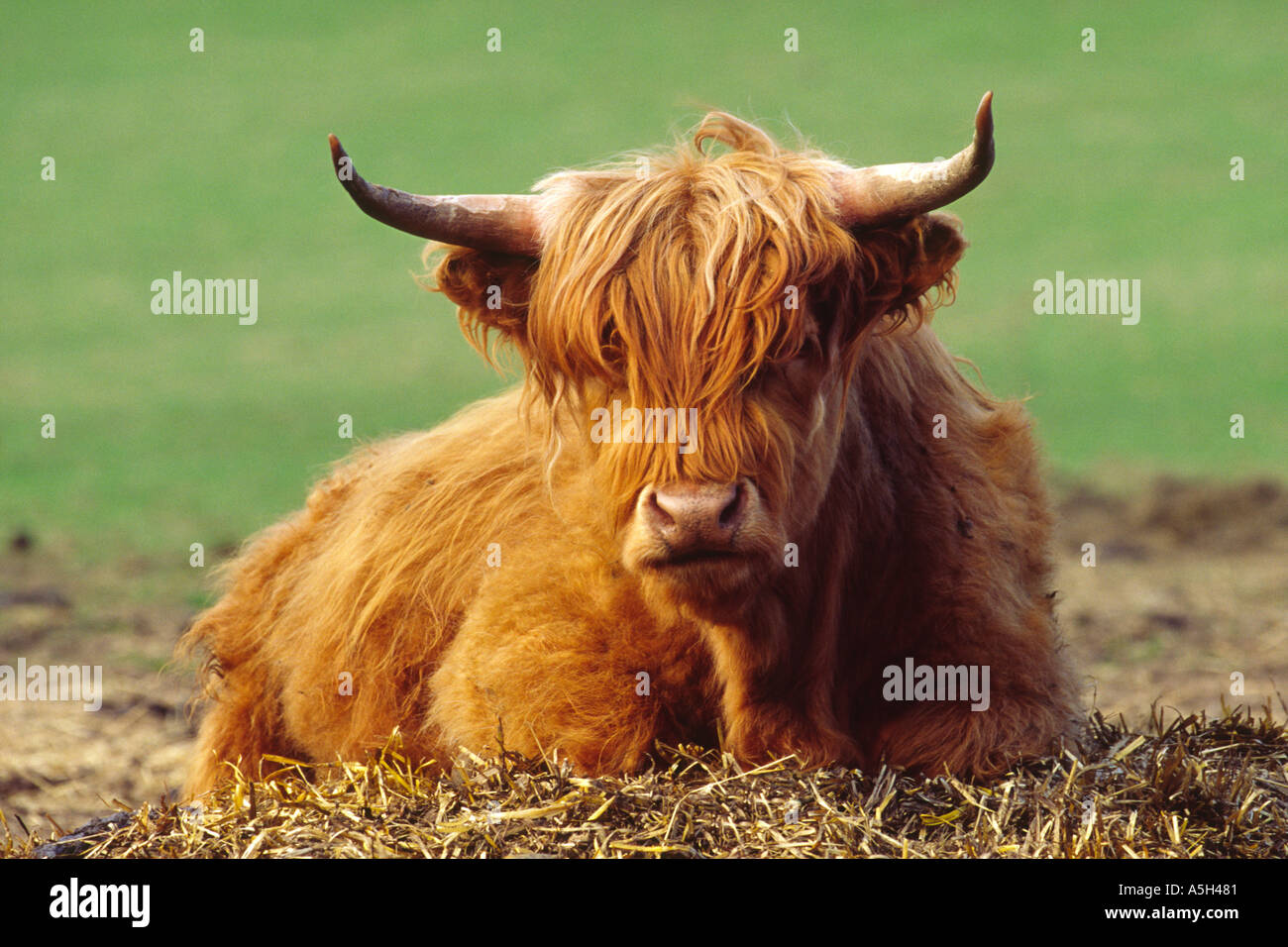 Highland cattle chewing on grass hi-res stock photography and images ...