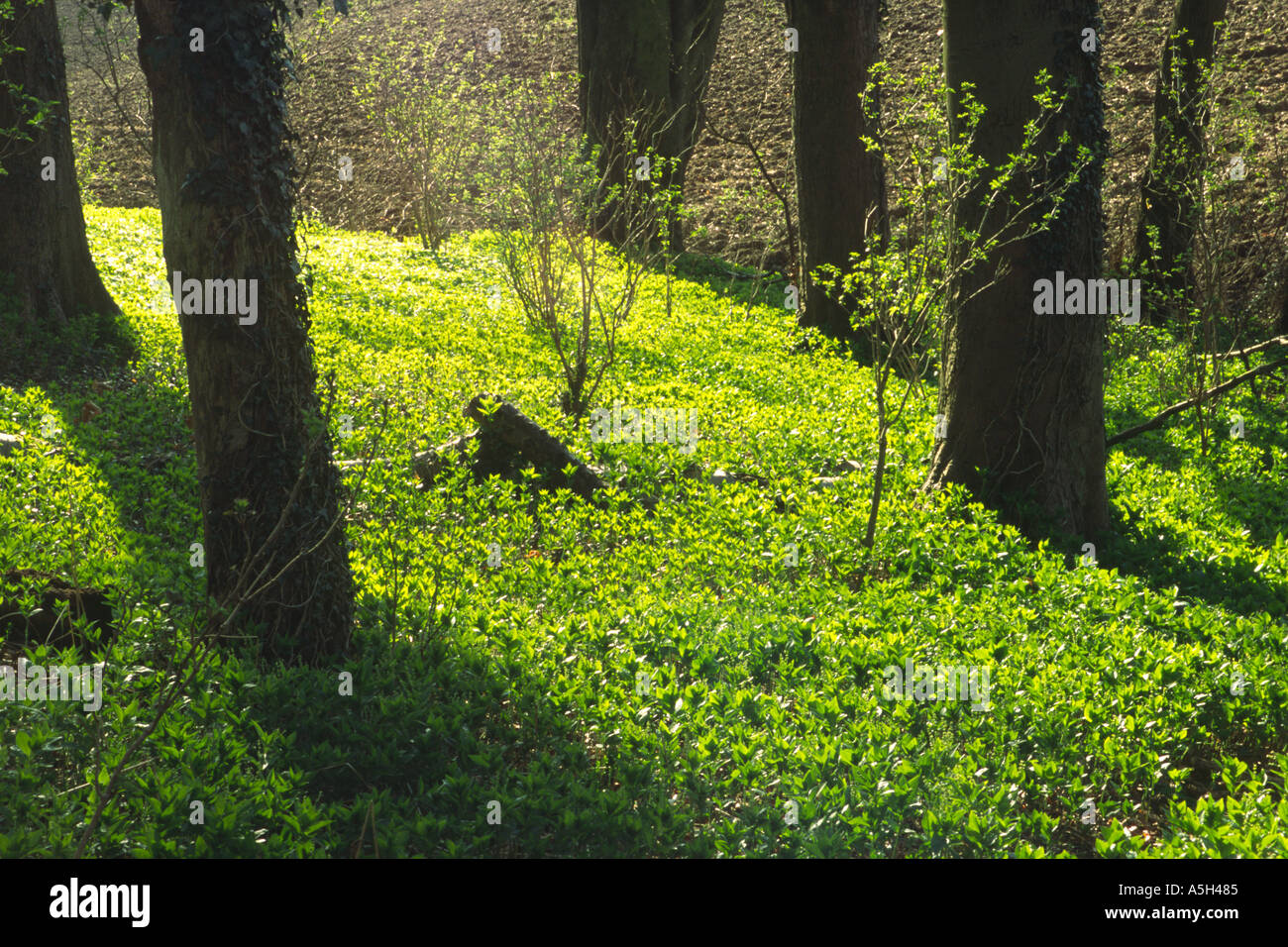 Woodland floor showing the first signs of new spring growth covered in ...