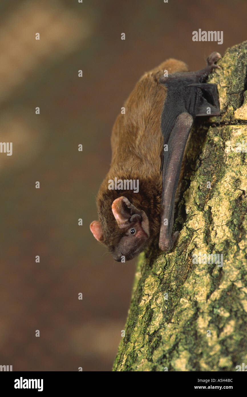 Noctule Bat Nyctalus noctula clinging to bark on tree trunk Stock Photo ...