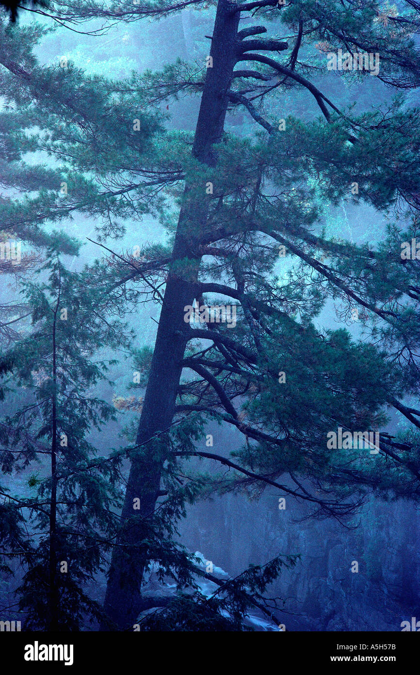 Misty forest tree hi-res stock photography and images - Alamy