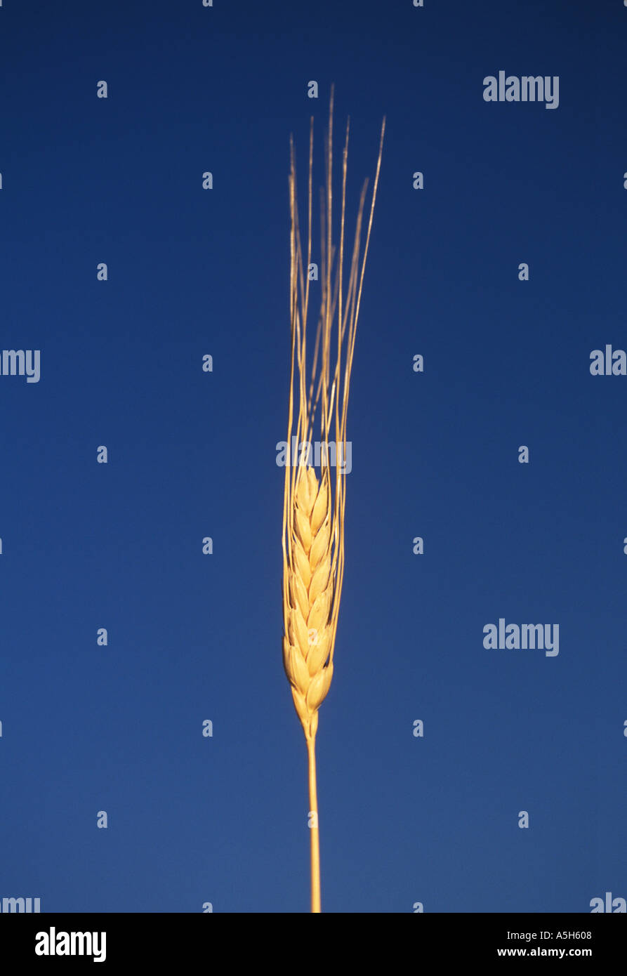 Closeup of a single wheat stalk Stock Photo - Alamy