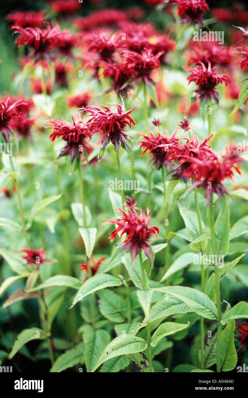 Red bergamot plant hi-res stock photography and images - Alamy