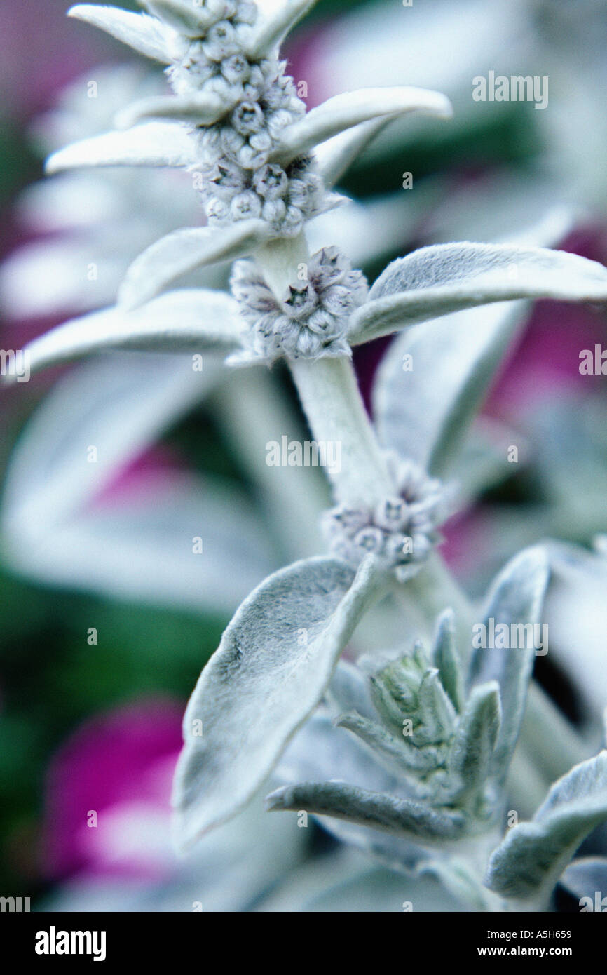 Stachys species hi-res stock photography and images - Alamy