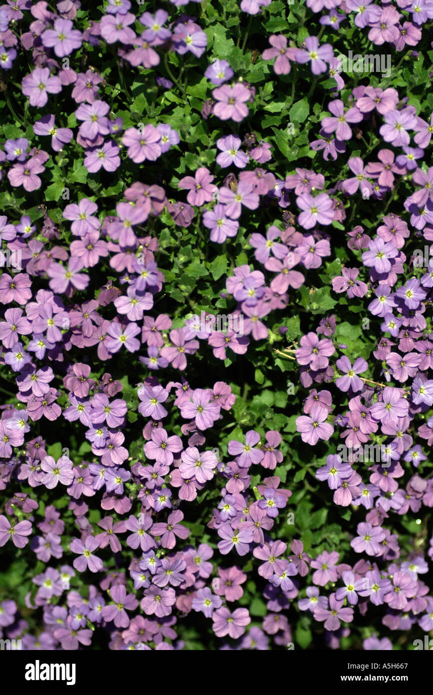 Rosy hedge hi-res stock photography and images - Alamy