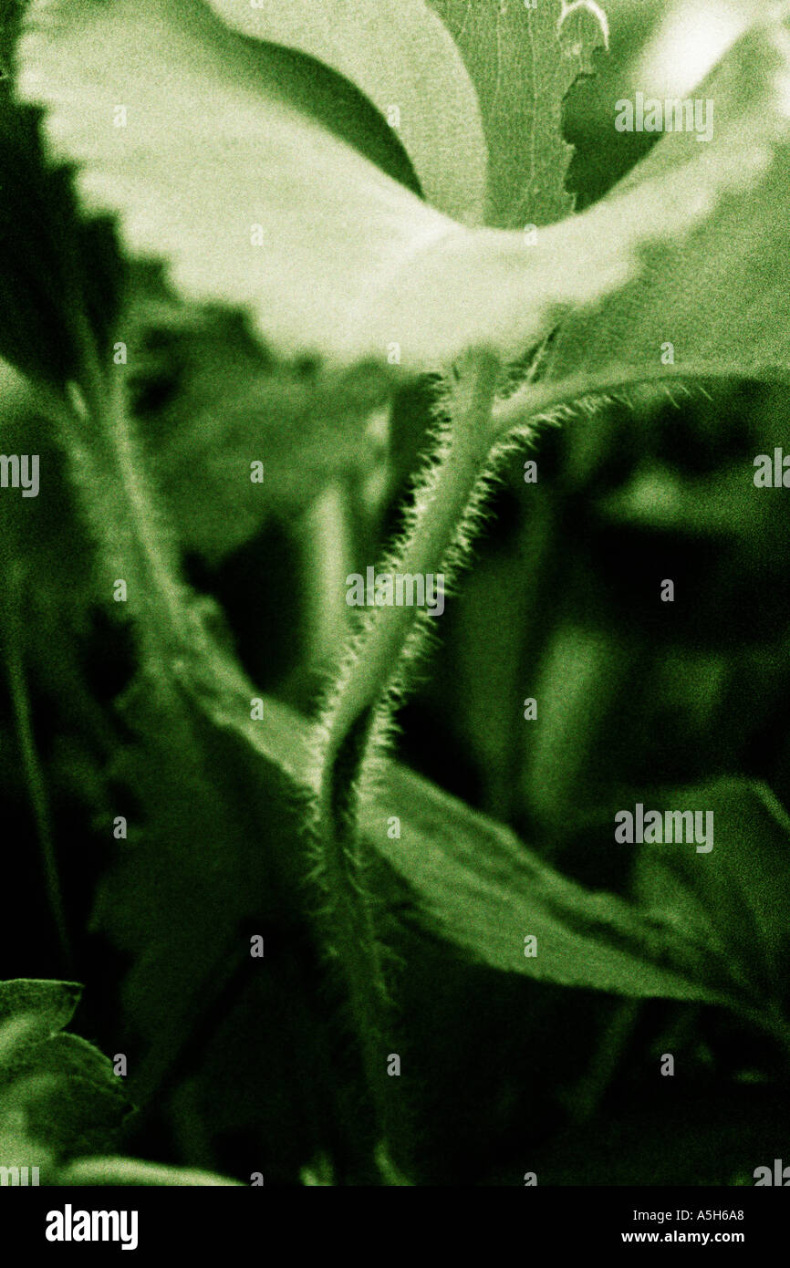 Leaf and stem Stock Photo - Alamy