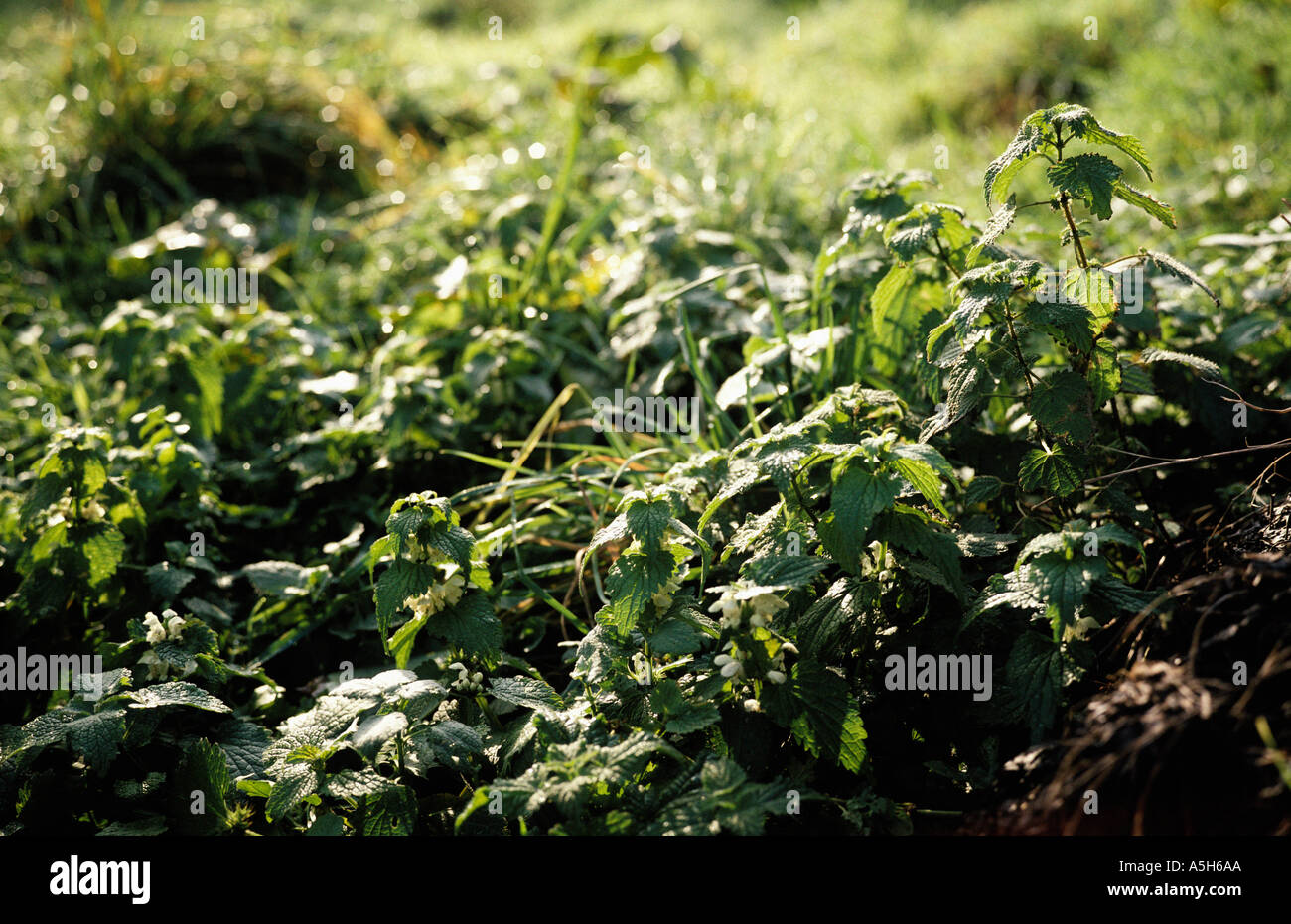 Field of nettles hi-res stock photography and images - Alamy