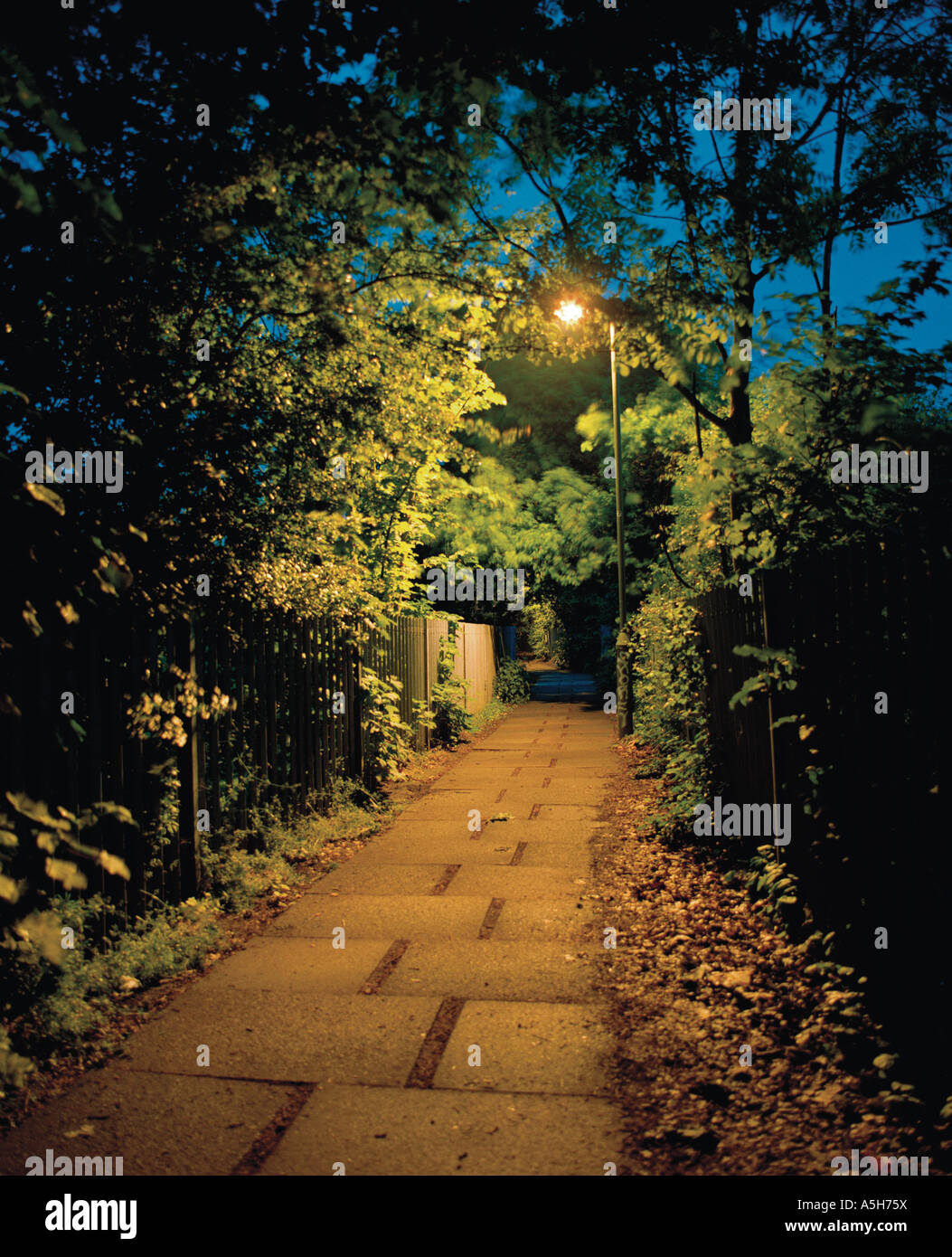 Single Street Light At Night