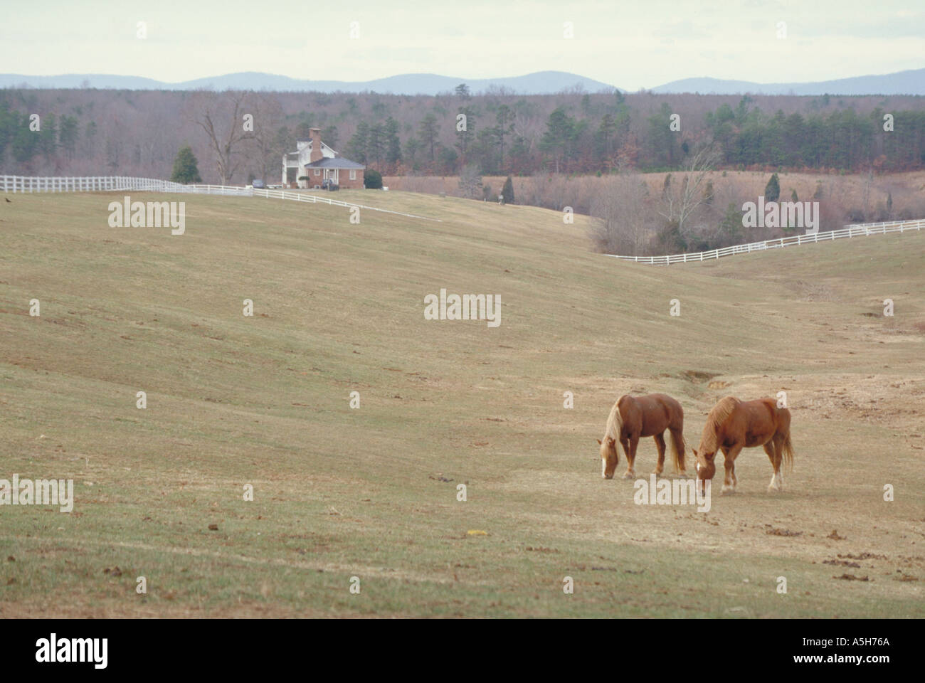Virginia Horse Farm Stock Photo - Alamy