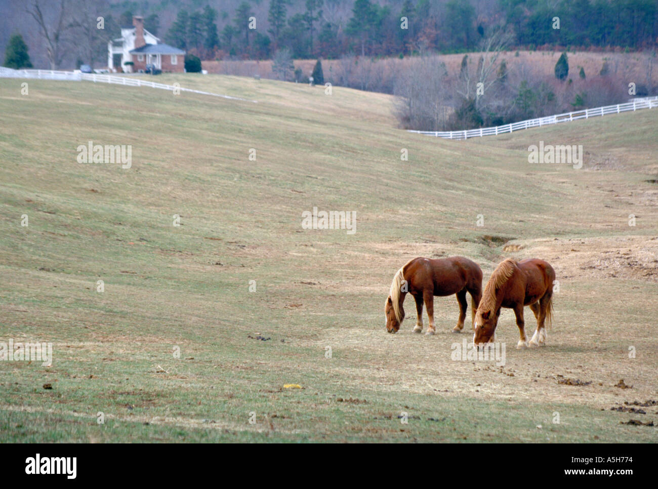 Virginia Horse Farm Stock Photo - Alamy