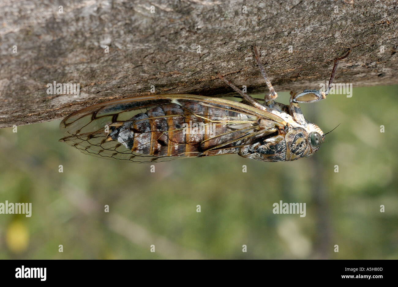 Cycada hi-res stock photography and images - Alamy