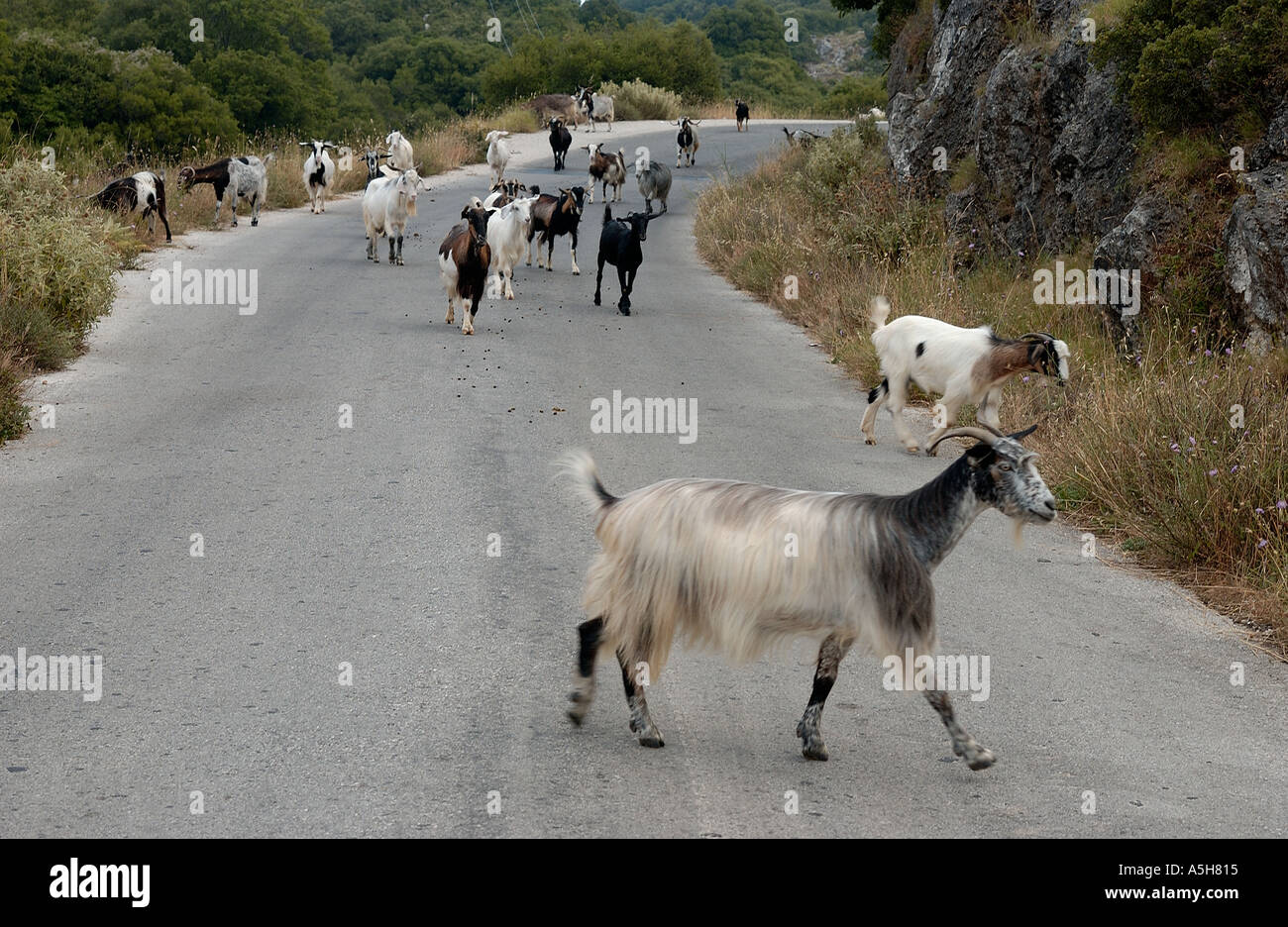 Goat Road High Resolution Stock Photography and Images - Alamy