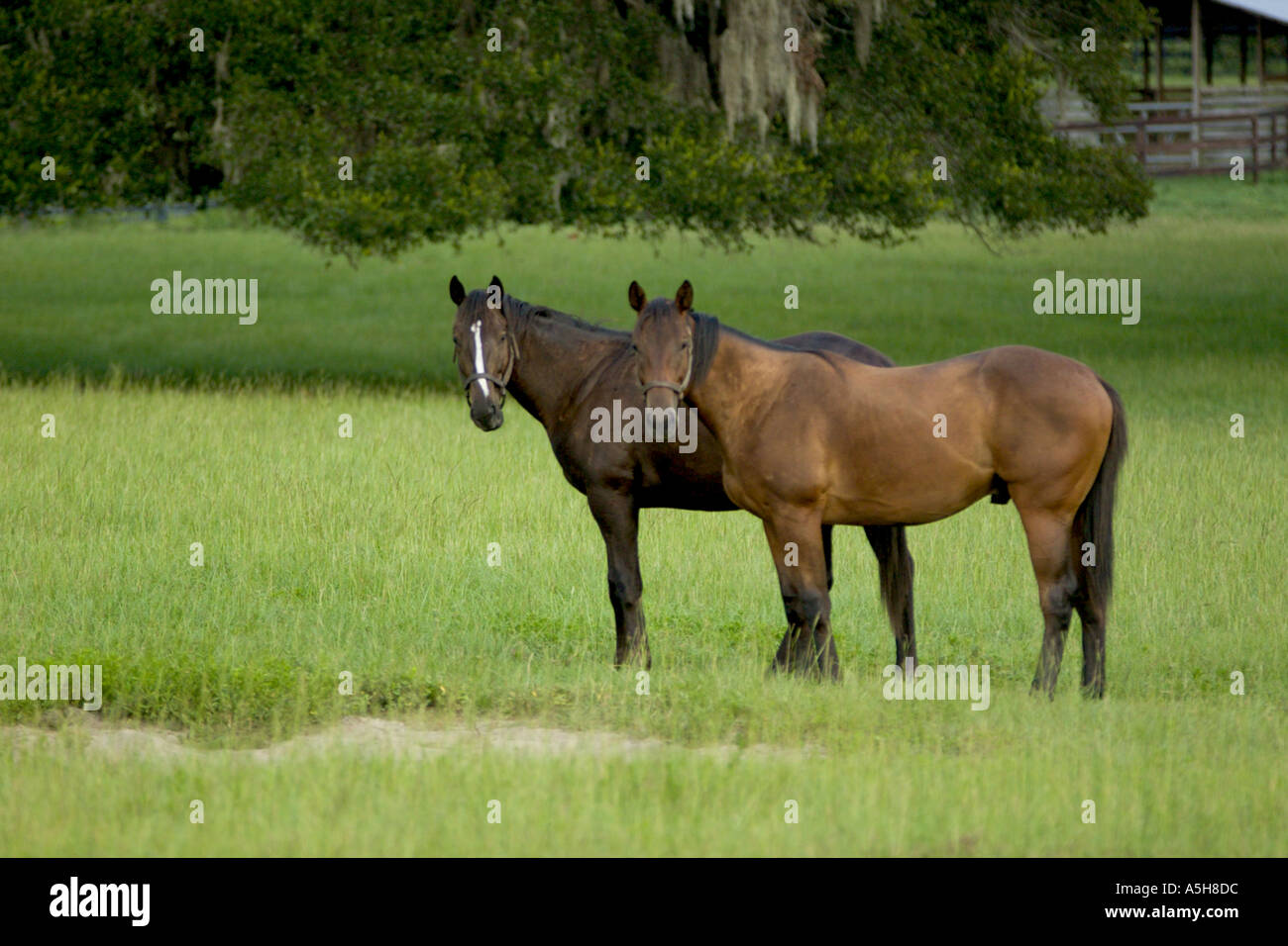 Ocala florida horse farm hi-res stock photography and images - Alamy