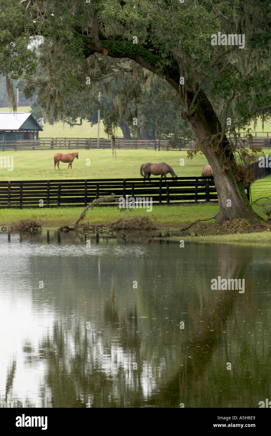 Ocala florida horse farm hi-res stock photography and images - Alamy