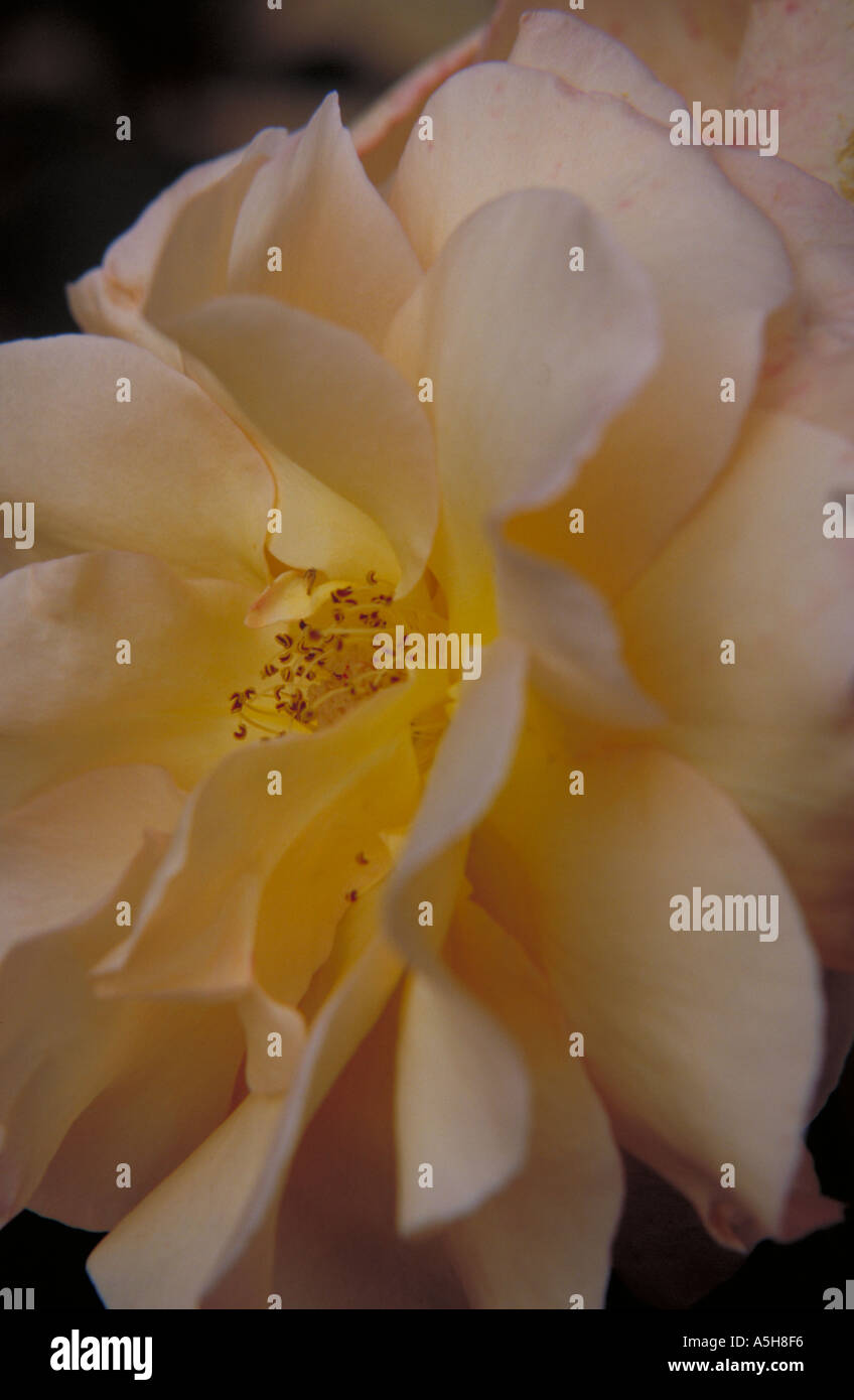 Pale yellow rose hi-res stock photography and images - Alamy