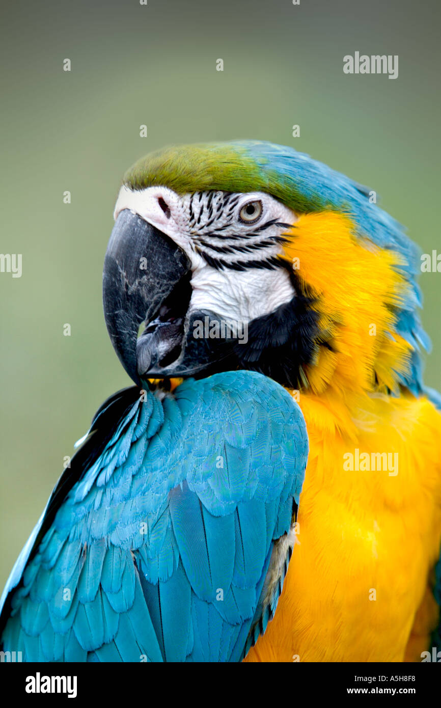 Silver Macaw