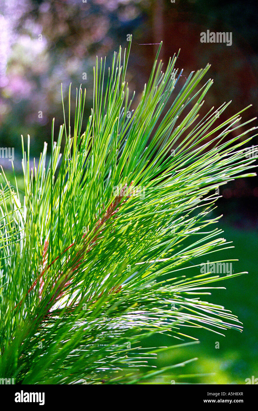 Pine tree branch end in bright sunlight Stock Photo - Alamy