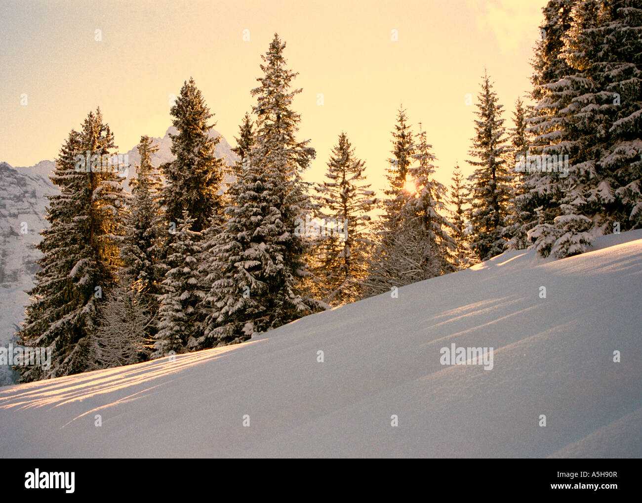 Sun setting through snow-covered pine trees Stock Photo - Alamy